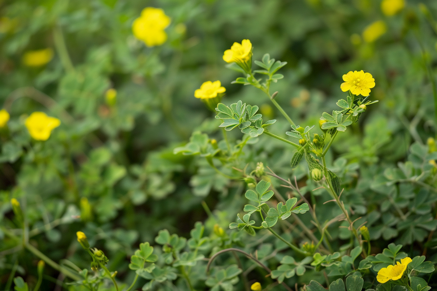 The Top 5 Herbs That Boost Testosterone